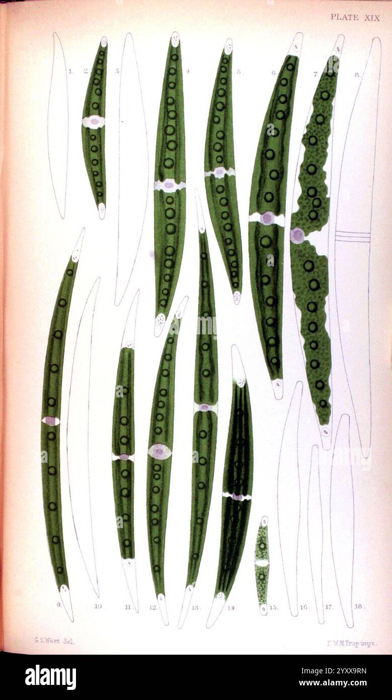 Desmidiaceae by G.S. West Vol1 plate XIX Stock Photo - Alamy