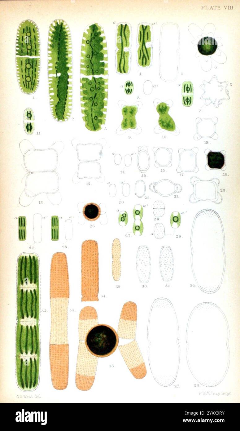 Desmidiaceae by G.S. West Vol1 plate VIII Stock Photo - Alamy