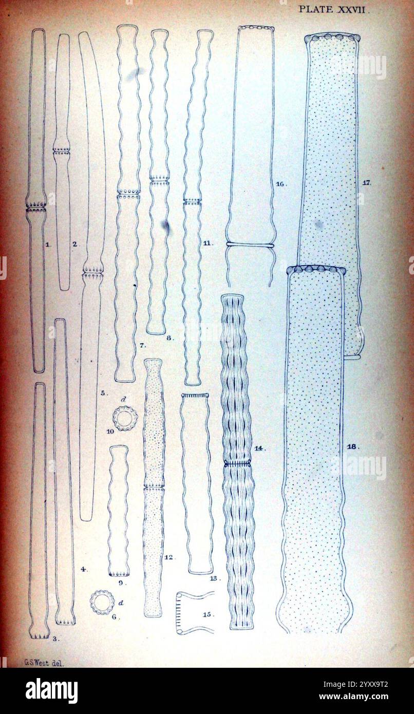 Desmidiaceae by G.S. West Vol1 plate XXVII Stock Photo - Alamy