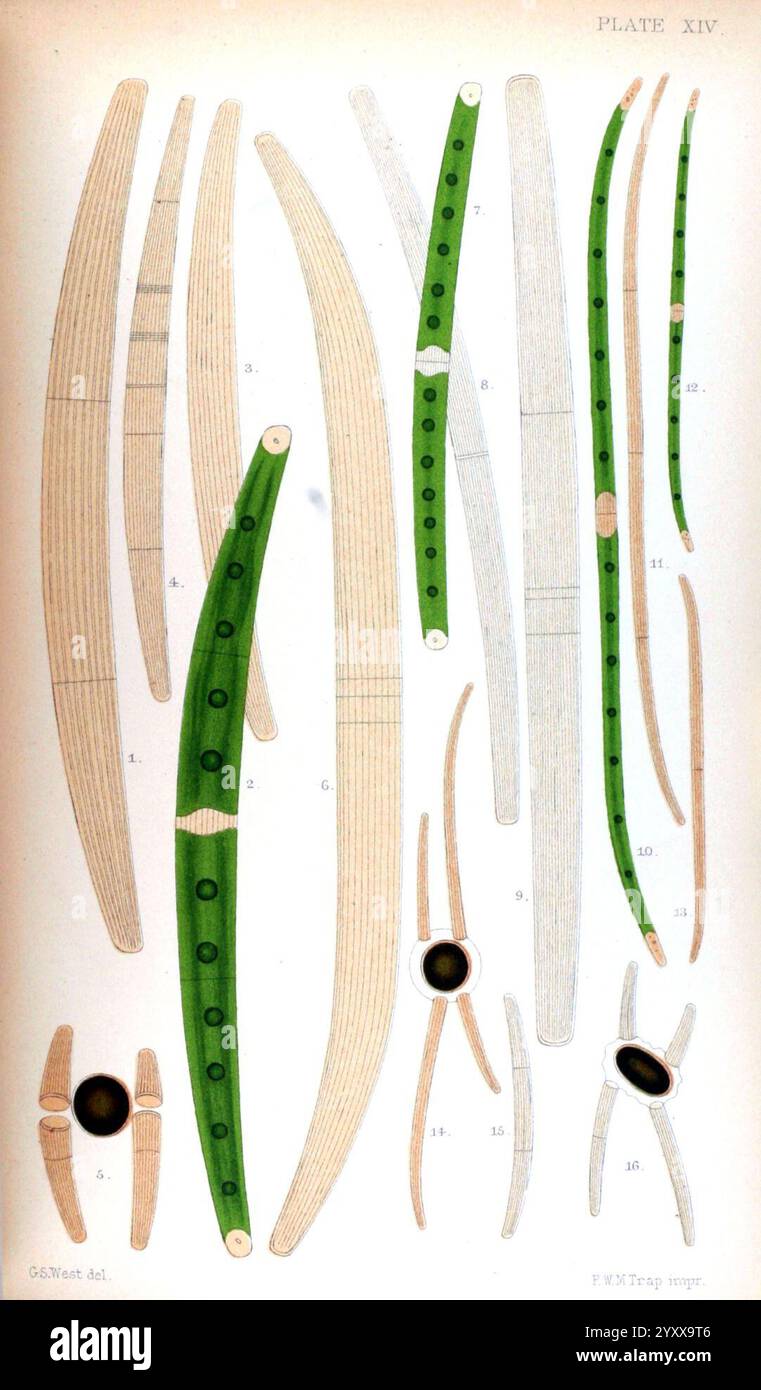 Desmidiaceae by G.S. West Vol1 plate XIV Stock Photo - Alamy