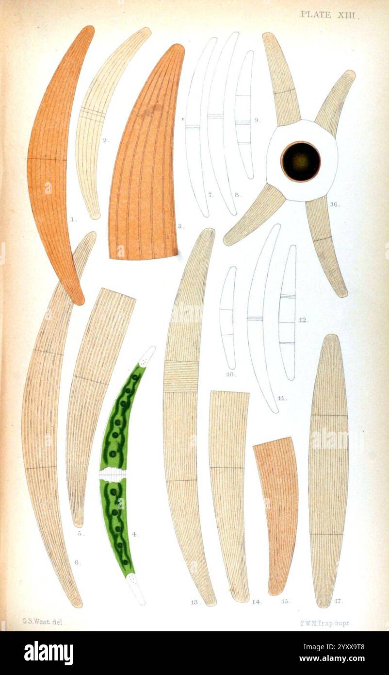 Desmidiaceae by G.S. West Vol1 plate XIII Stock Photo - Alamy