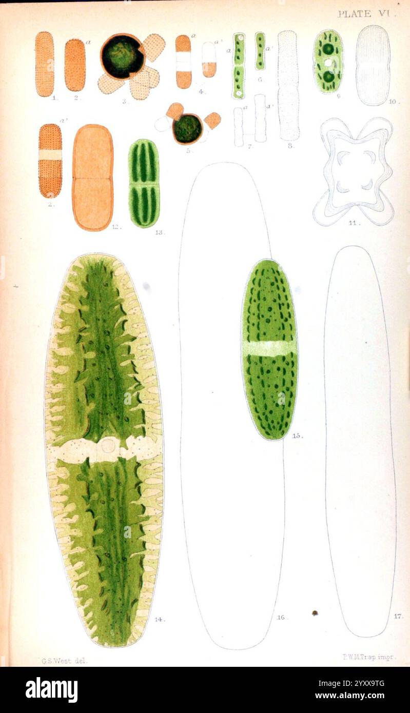 Desmidiaceae by G.S. West Vol1 plate VI Stock Photo - Alamy