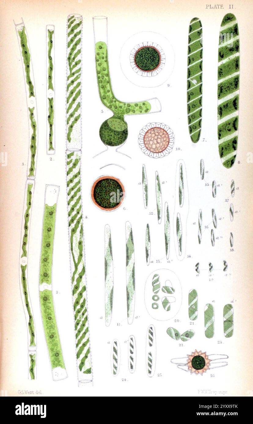 Desmidiaceae by G.S. West Vol1 plate II Stock Photo - Alamy