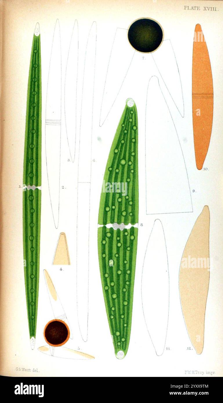 Desmidiaceae by G.S. West Vol1 plate XVIII Stock Photo - Alamy