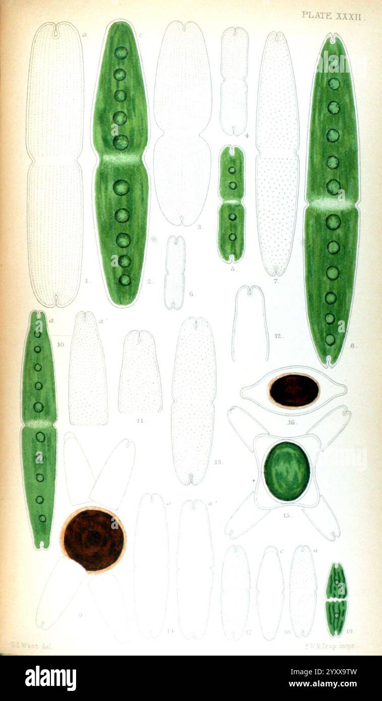Desmidiaceae by G.S. West Vol1 plate XXXII Stock Photo - Alamy