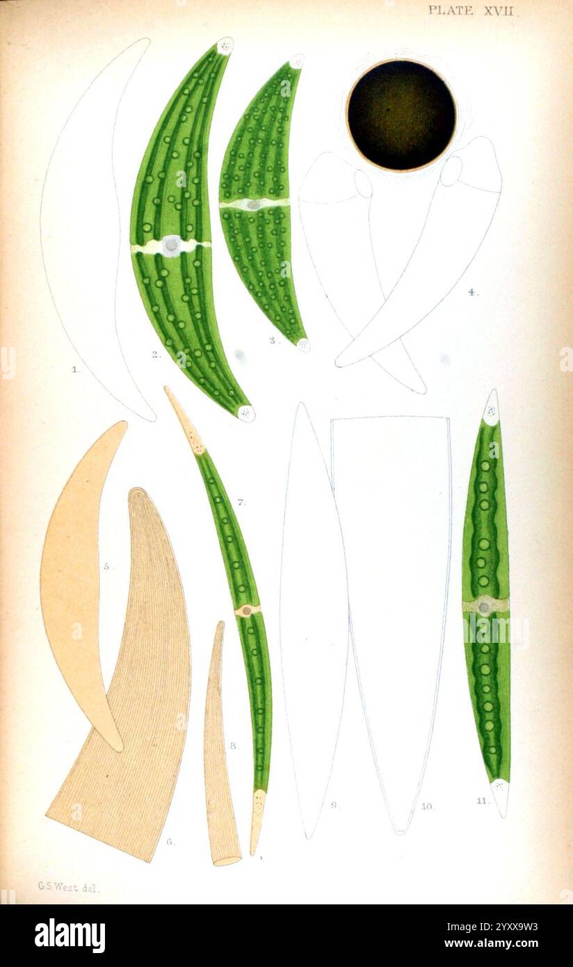 Desmidiaceae by G.S. West Vol1 plate XVII Stock Photo - Alamy