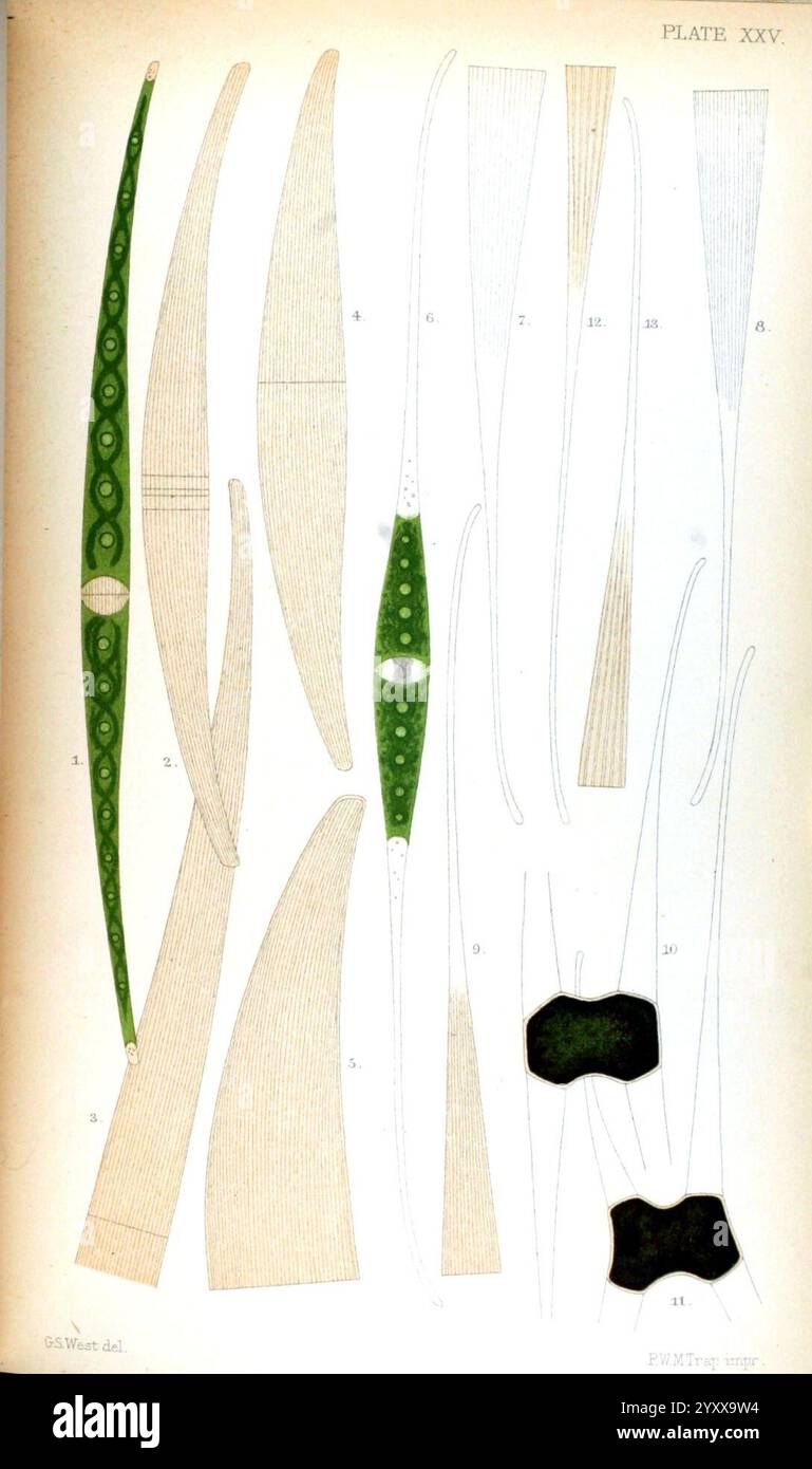 Desmidiaceae by G.S. West Vol1 plate XXV Stock Photo - Alamy