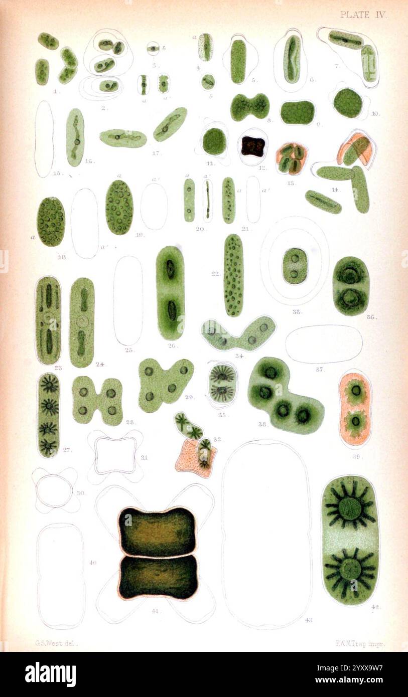 Desmidiaceae by G.S. West Vol 1 plate IV Stock Photo - Alamy