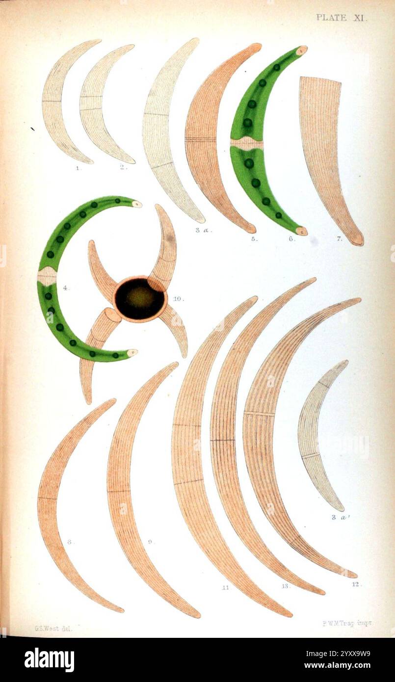 Desmidiaceae by G.S. West Vol1 plate XI Stock Photo - Alamy