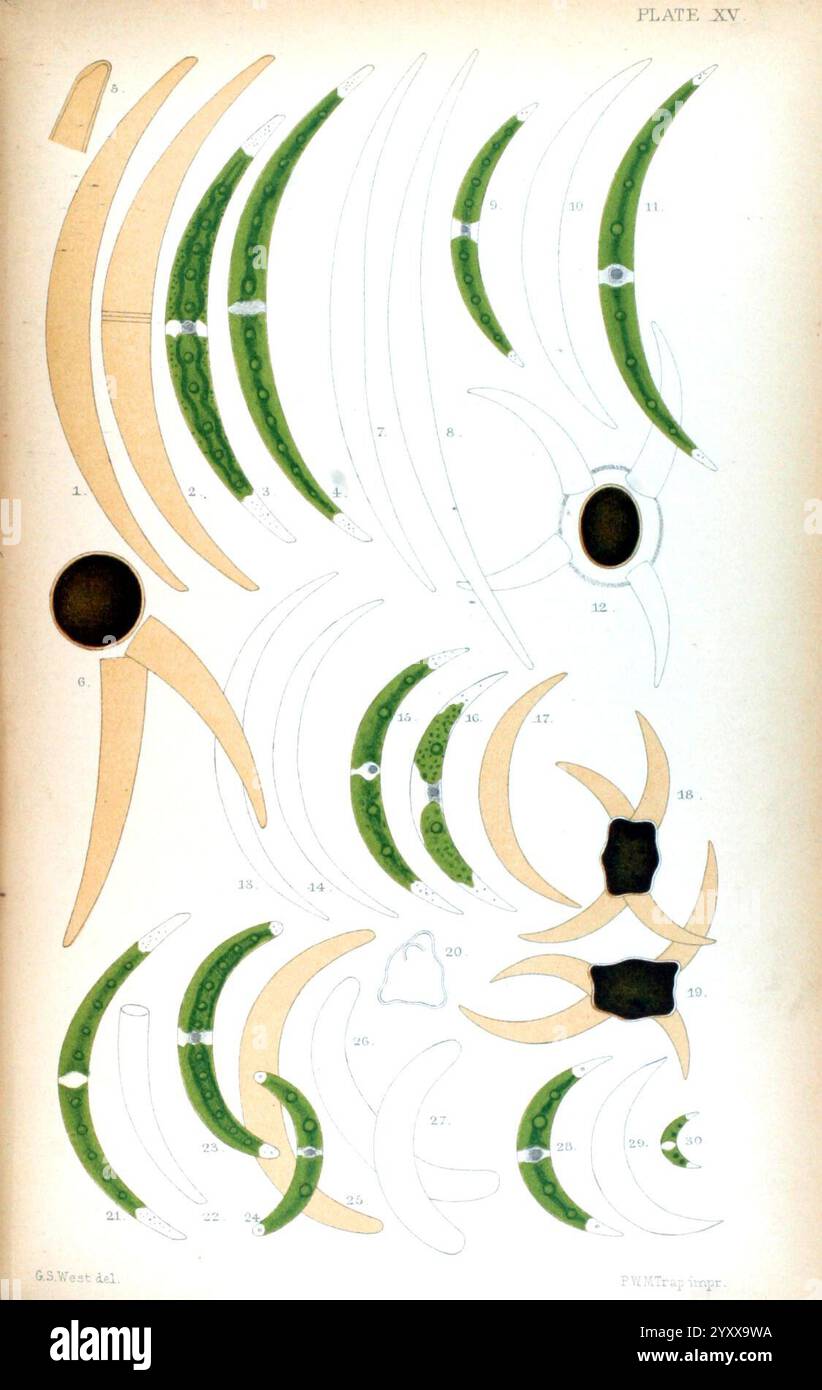 Desmidiaceae by G.S. West Vol1 plate XV Stock Photo - Alamy