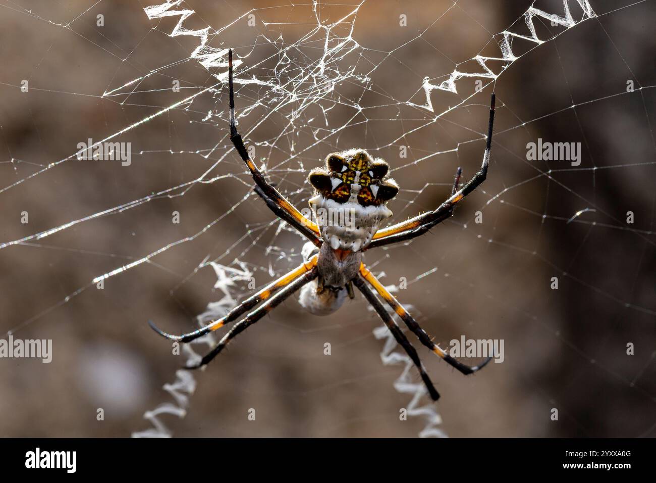 Spiders of mexico hi-res stock photography and images - Alamy