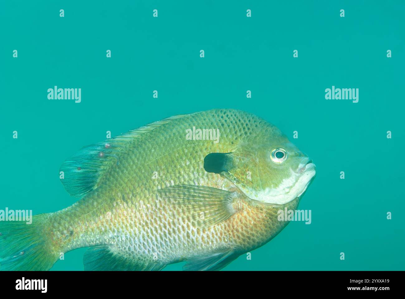 Close-up of the side of a bluegill scales and fins Stock Photo - Alamy
