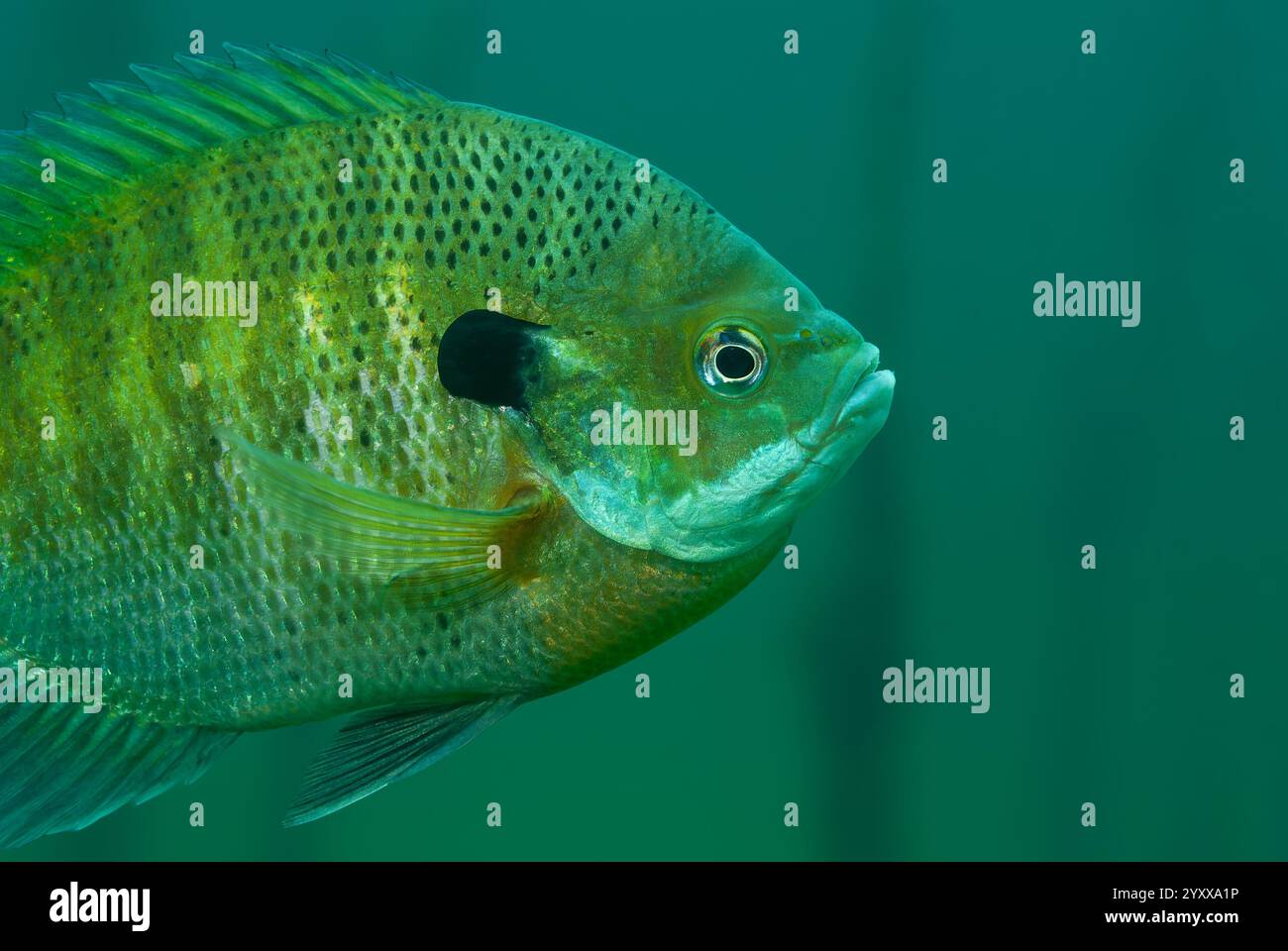 Underwater View of a Bluegill Lepomis macrochirus in Its Habitat with ...