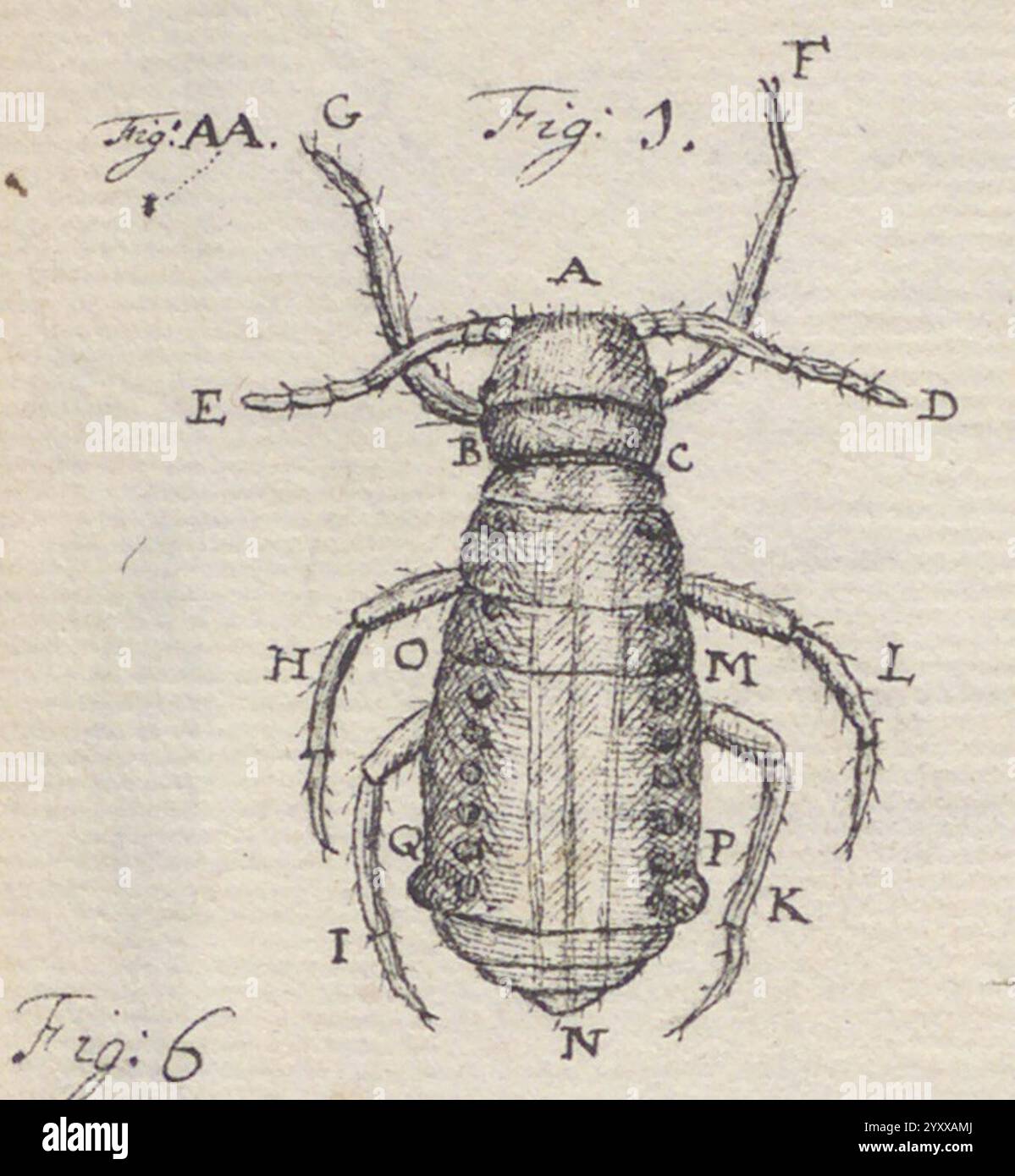Detail of drawing by Charles De Geer depicting an aphid Stock Photo - Alamy
