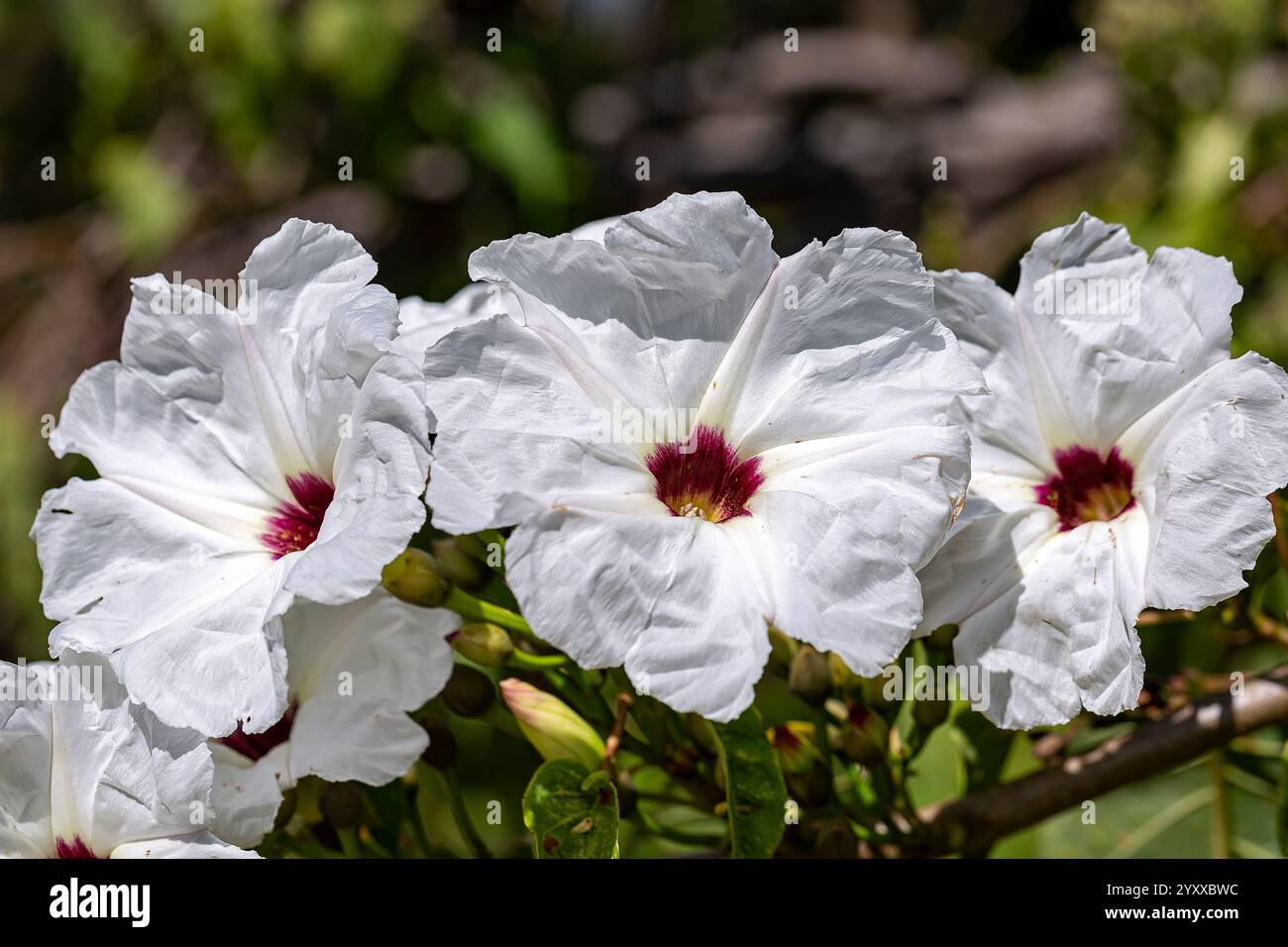 Flowers of mexico hi-res stock photography and images - Alamy