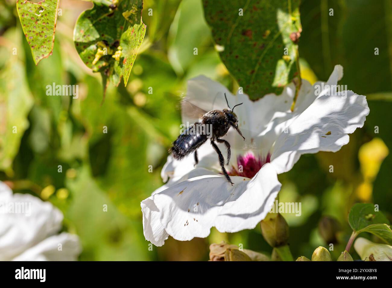 Cazahuate flower hi-res stock photography and images - Alamy