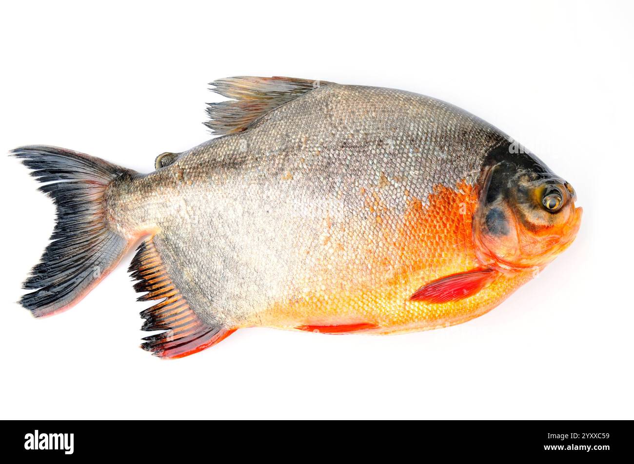 Freshwater white pomfret hi-res stock photography and images - Alamy