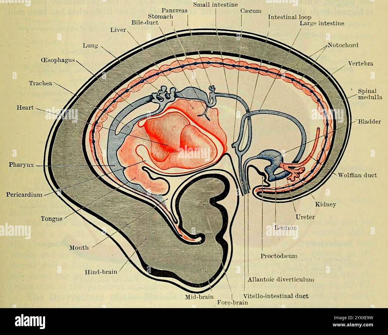 Development of the Alimentary Canal, as seen in a Human Embryo about ...