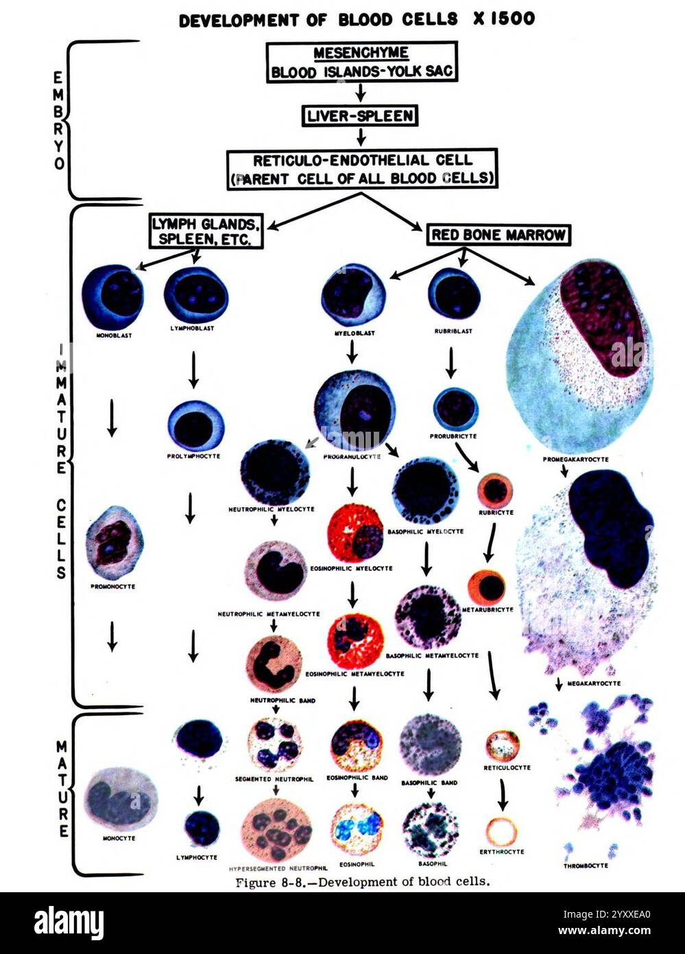 Development of blood cells, extracted from Hematology (1963 Stock Photo ...