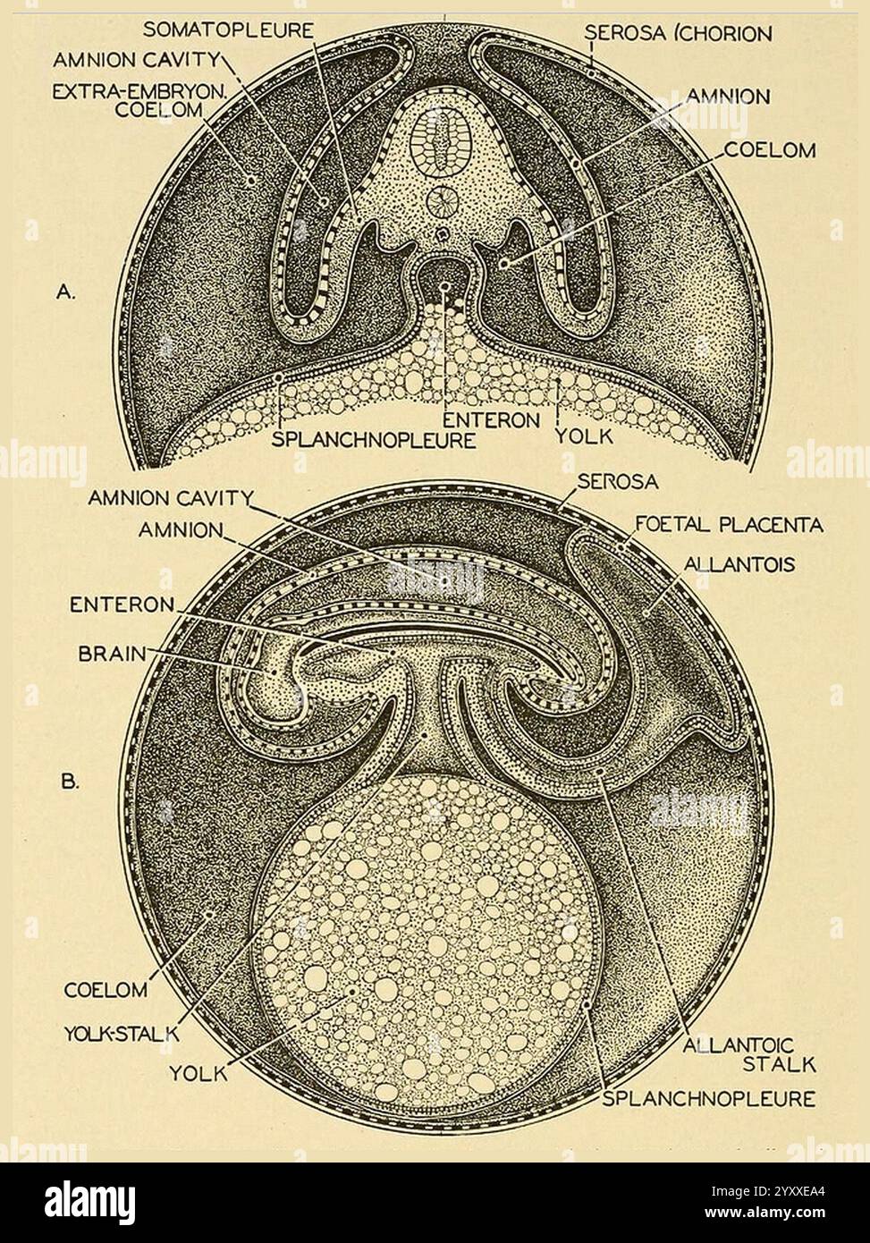 Development of the amnion and allantois Stock Photo - Alamy