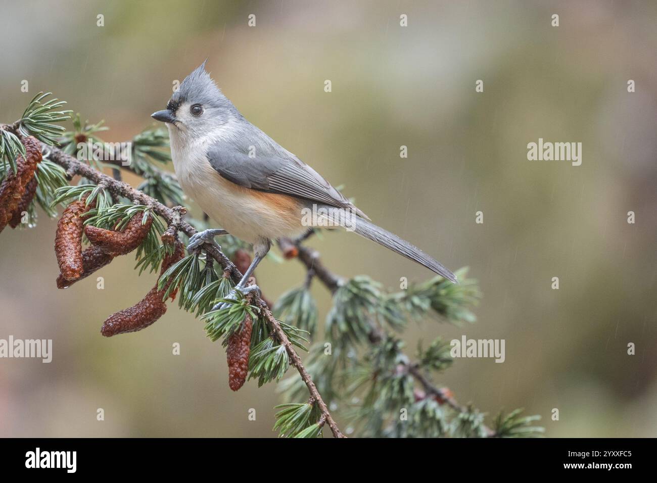 Tufted titmouse (Baeolophus bicolor) perched on pine tree branch looking at camera Stock Photo ...