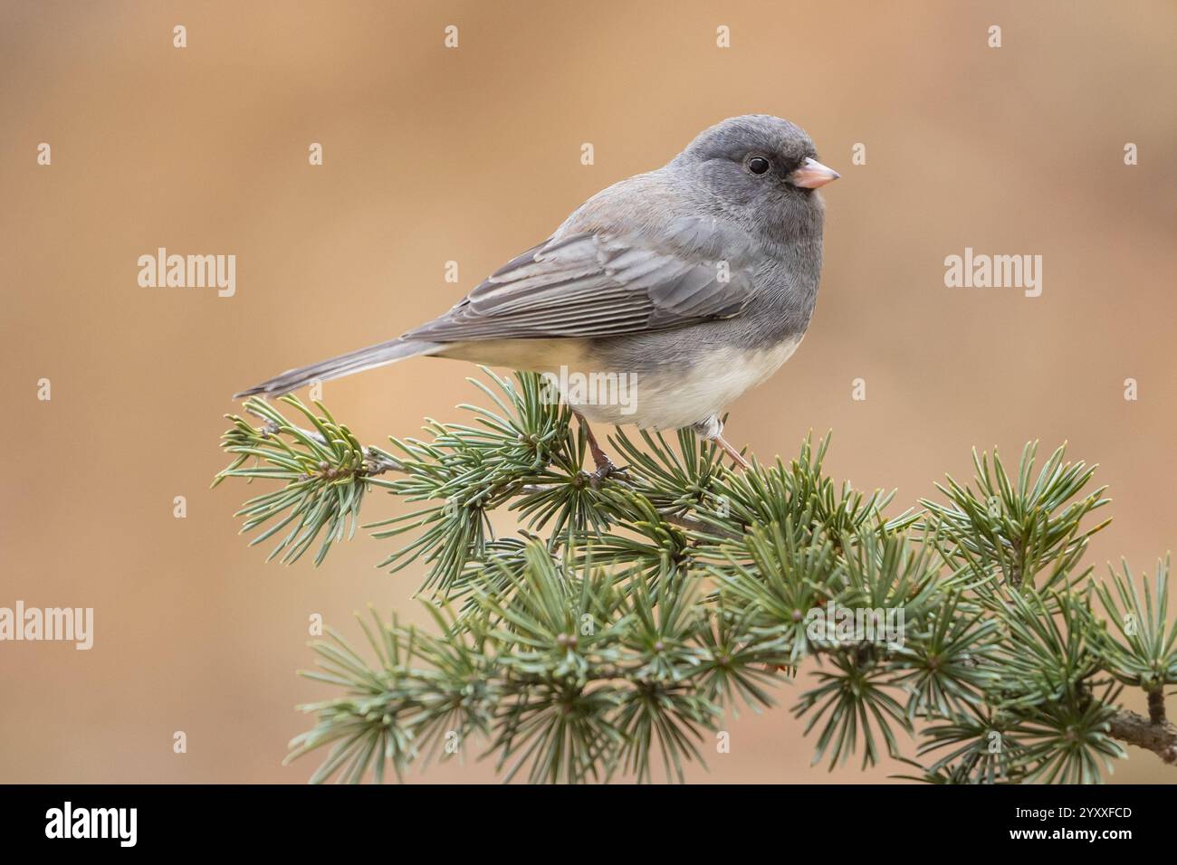 Dark-eyed Junco (Junco hyemalis) perched on pine tree on rainy day ...