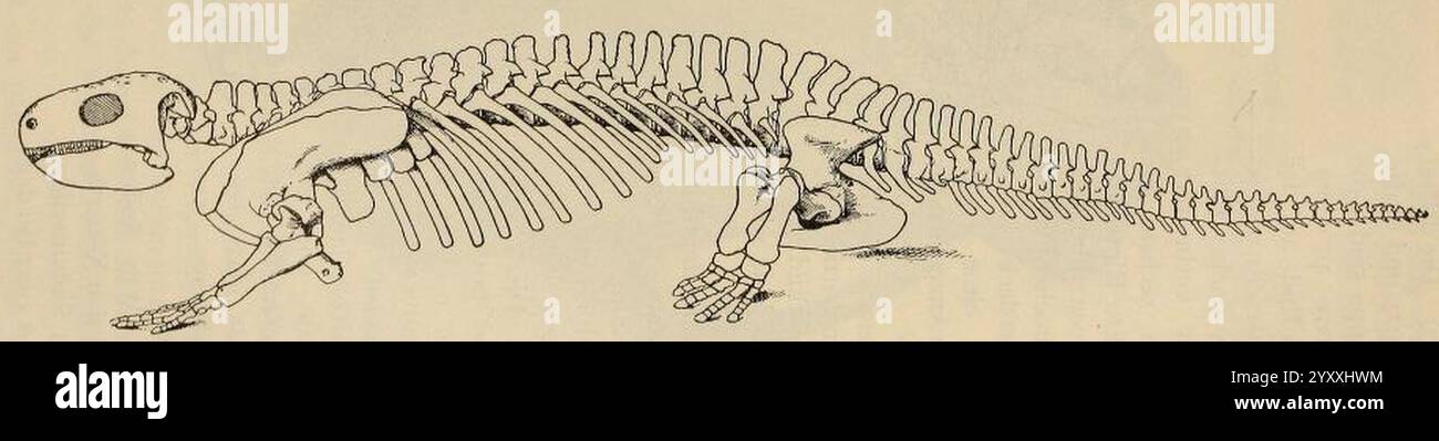 Diadectes skeleton in side view, from Abel, O. (1912). Grundzüge der ...