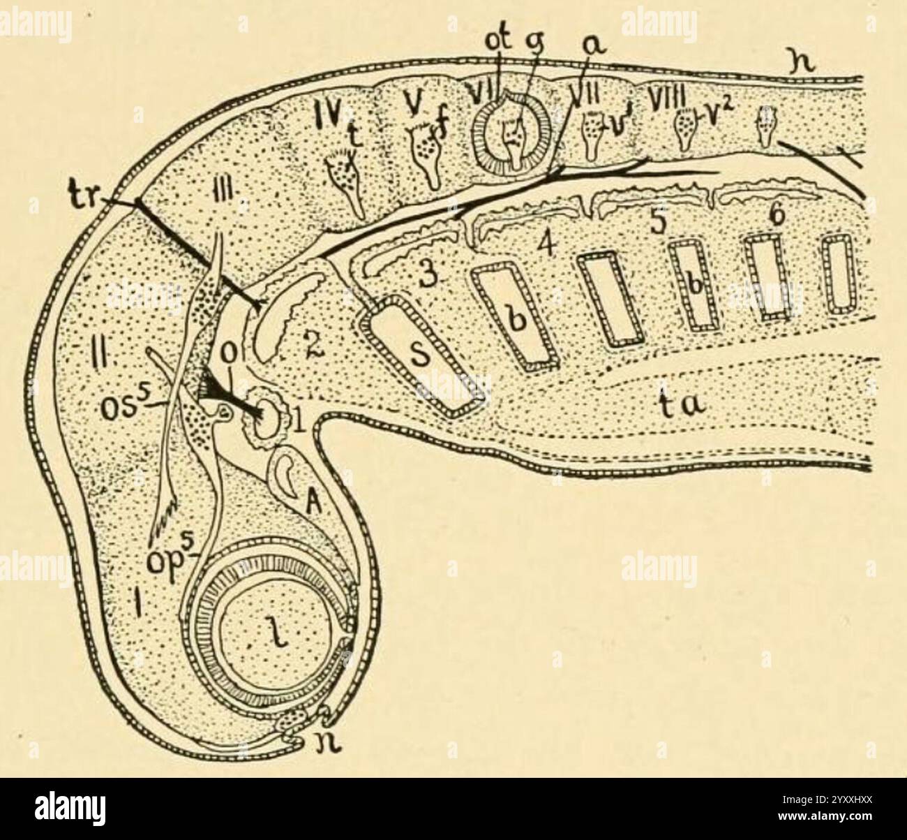 Diagram of the segments (neuromeres, myotomes, etc.) of the head of a ...