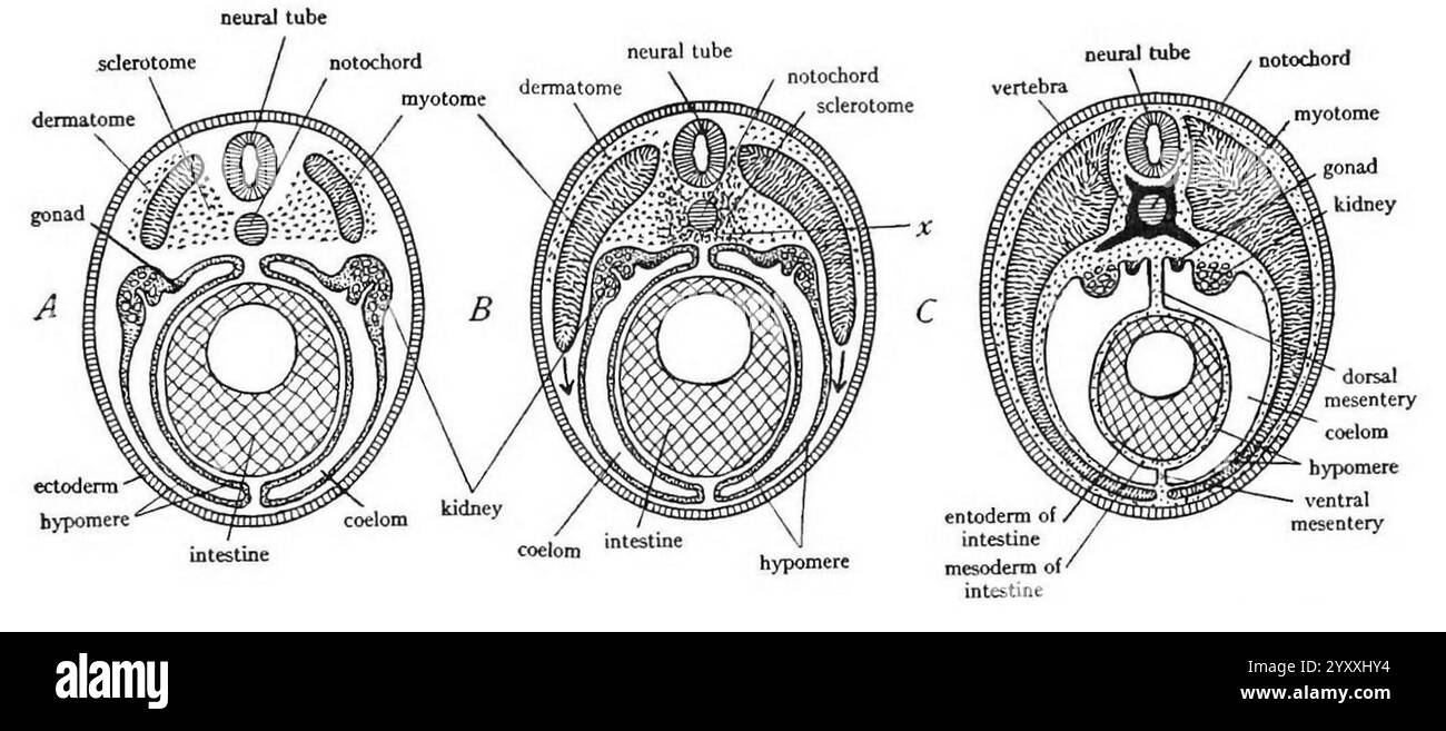 Diagram of cross-sections of vertebrate embryos to show the ...