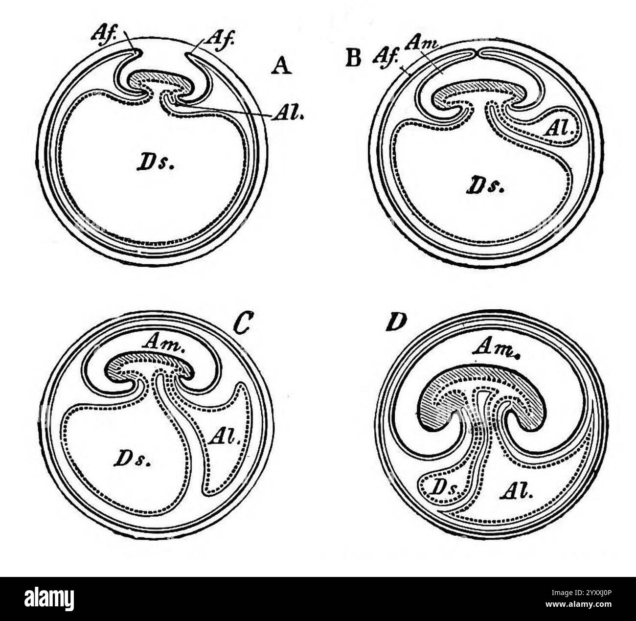 Diagrams showing the development of the amnion, chorion and allantois ...
