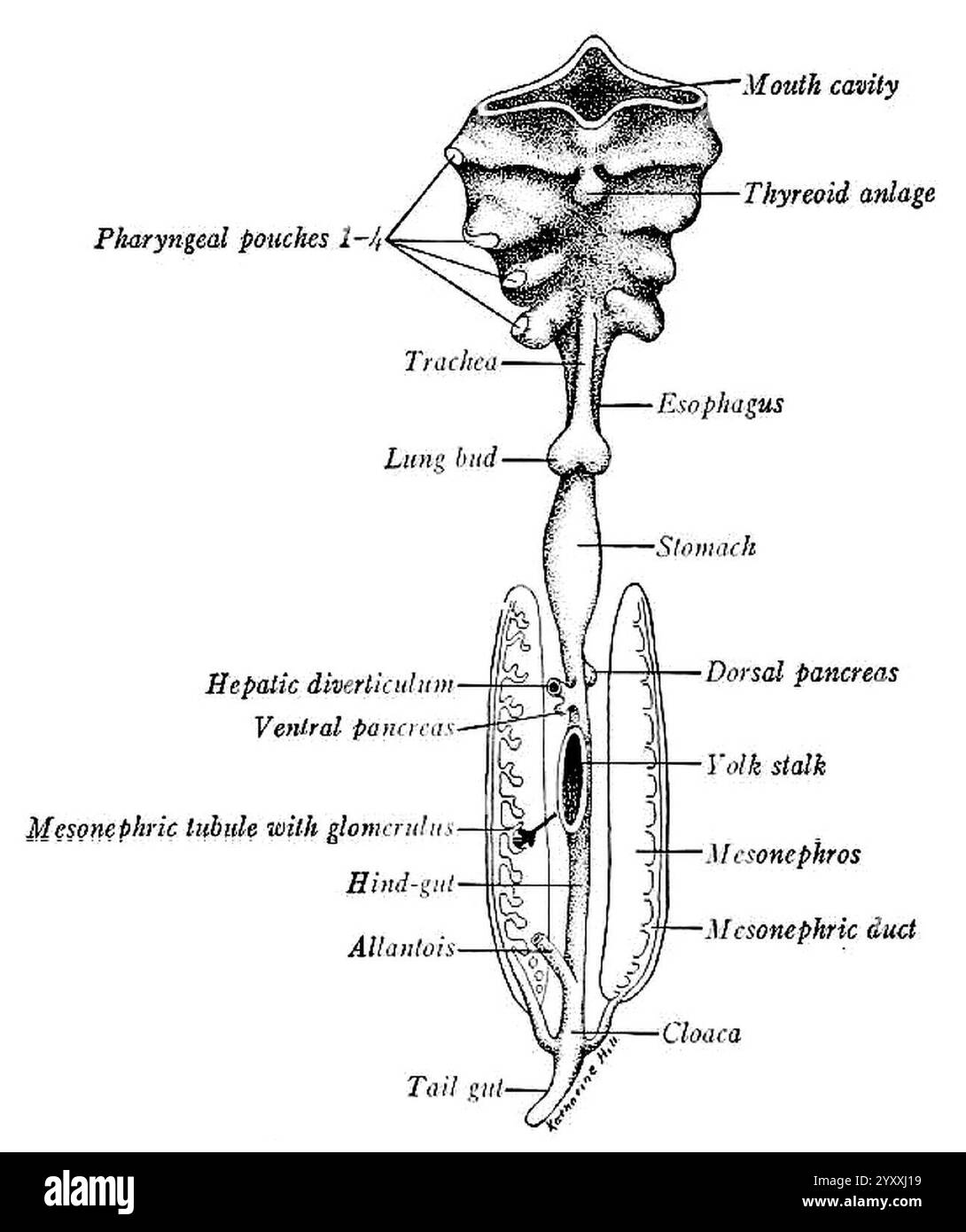 Diagrammatic ventral view of pharynx, digestive tube, and mesonephroi ...