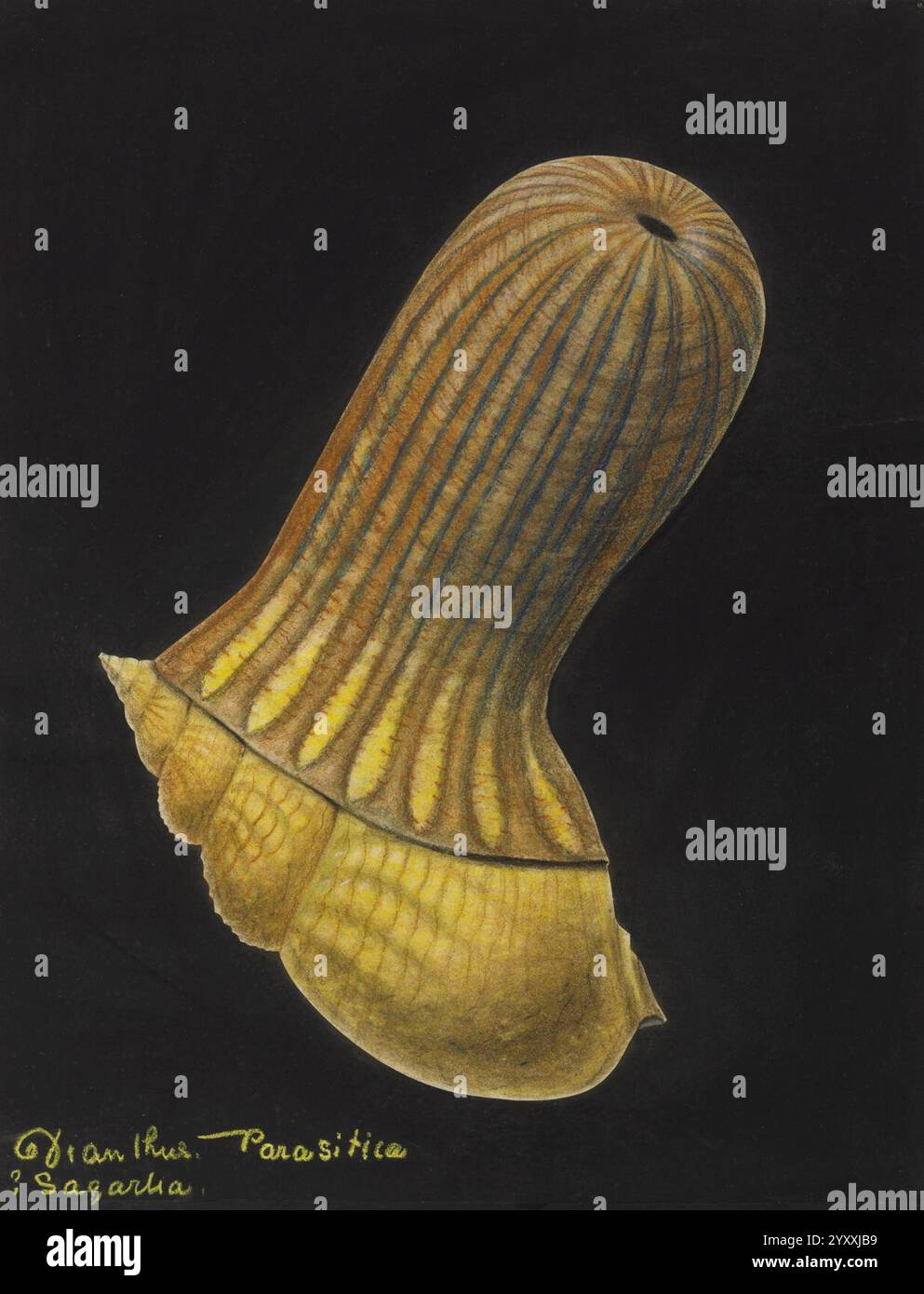 Dianthus Parasitica Sagarlia Calliactis parasitica parasitic anemone ...