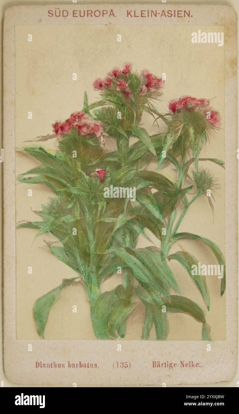 Dianthus barbarus (duizendschoon of baardanjer), objectnr FA 1446.41 ...