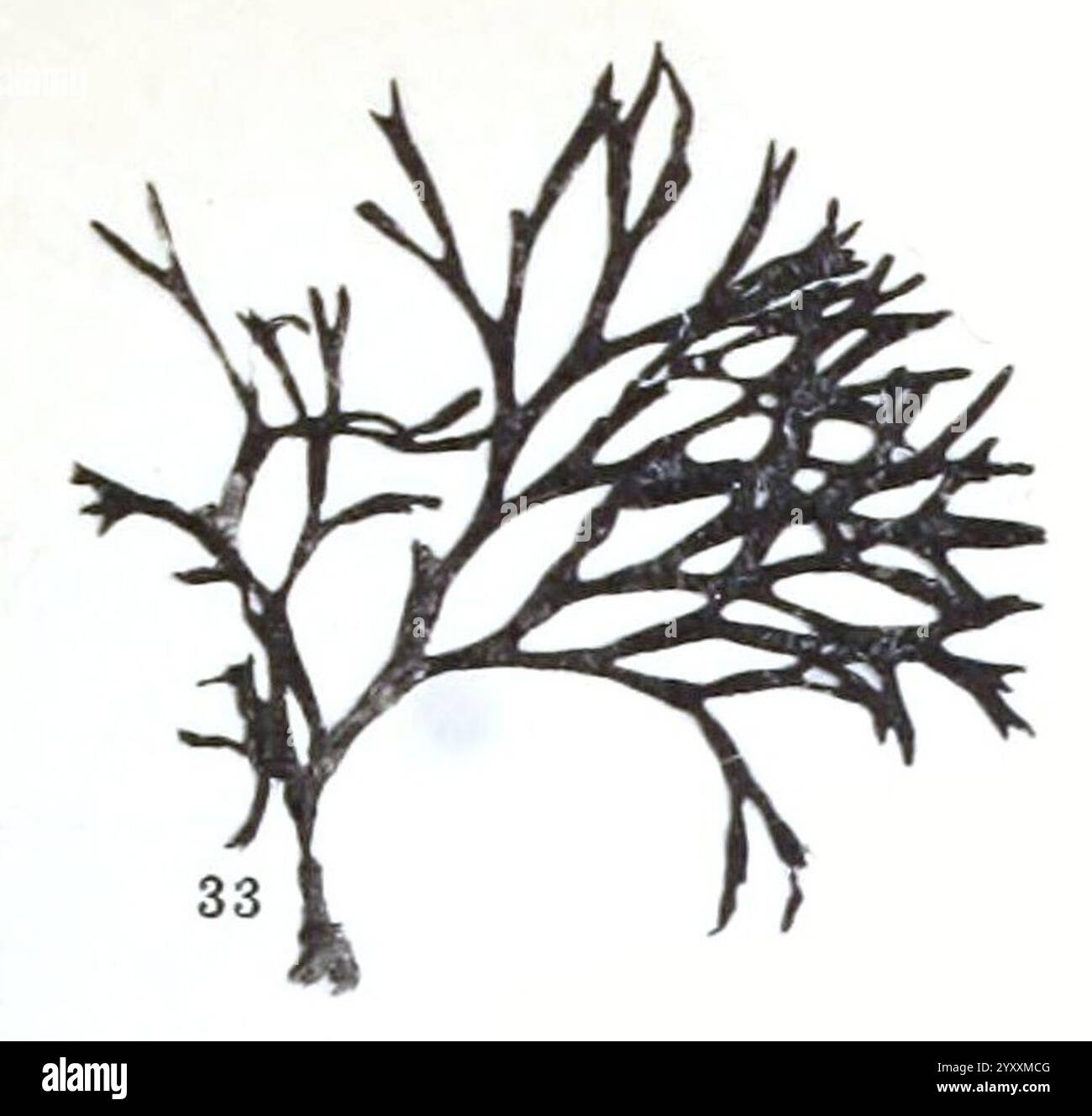 Galaxaura hi-res stock photography and images - Alamy