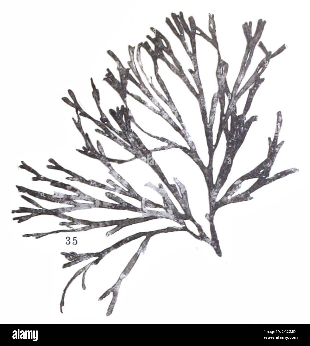 Galaxaura hi-res stock photography and images - Alamy