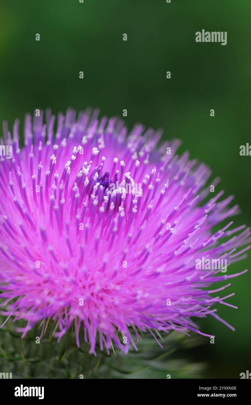 Bull Thistle flower Stock Photo - Alamy