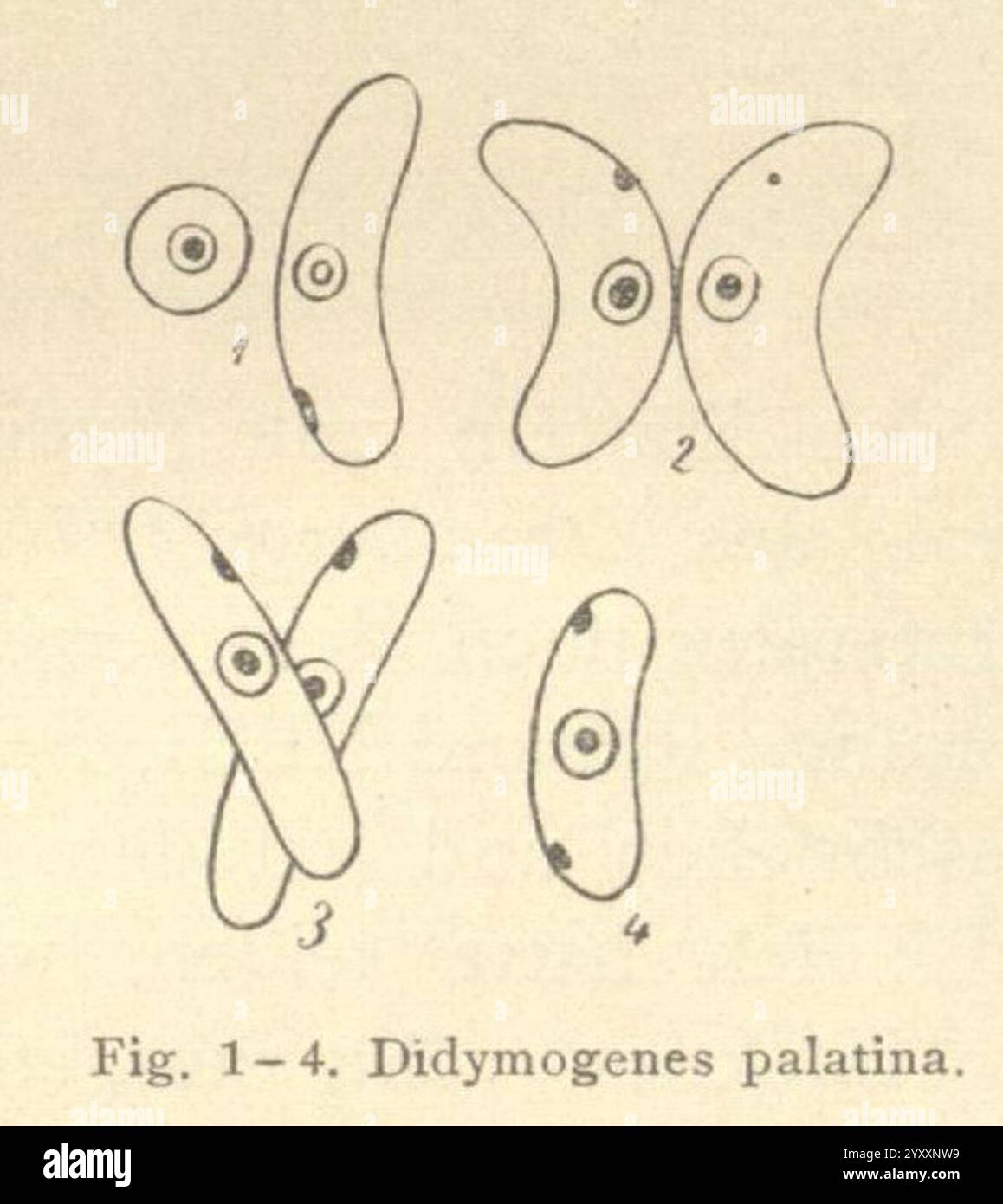 Didymogenes palatina Schmidle Stock Photo - Alamy