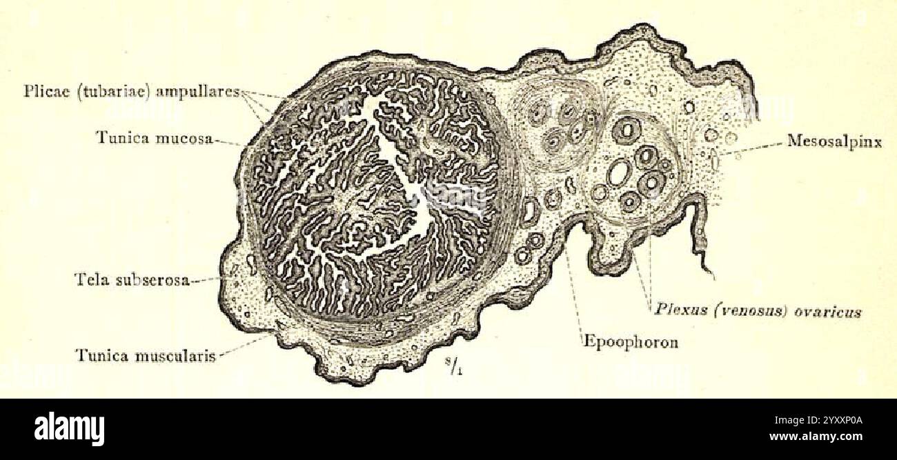 Epoophoron hi-res stock photography and images - Alamy