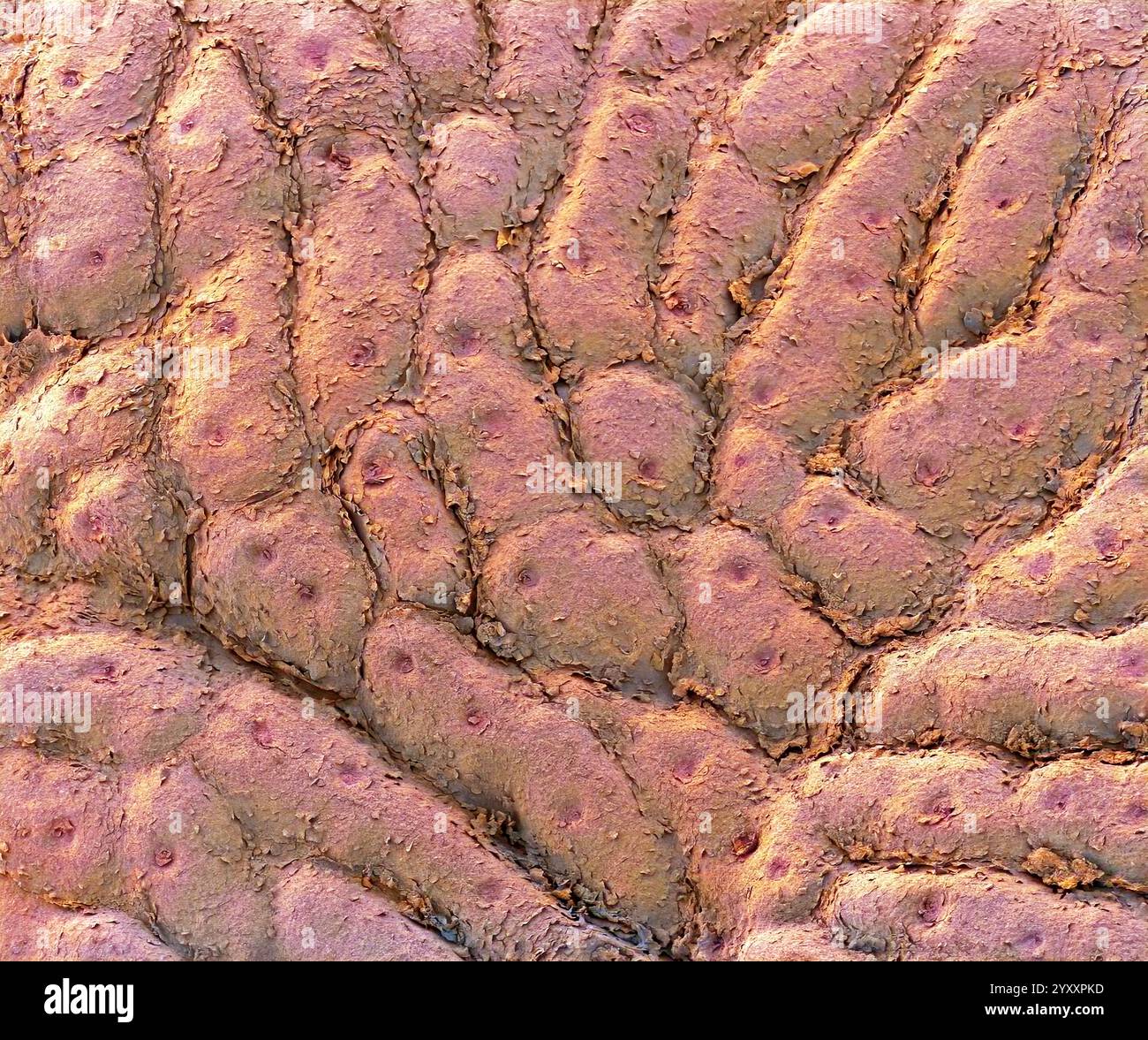 Fingerprint. Coloured scanning electron micrograph (SEM) of part of a ...
