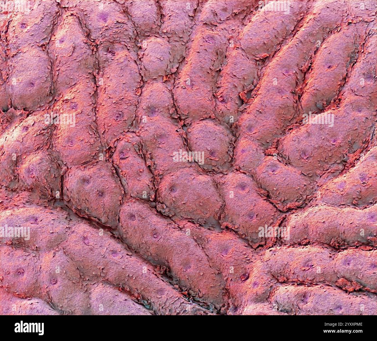 Fingerprint. Coloured scanning electron micrograph (SEM) of part of a ...