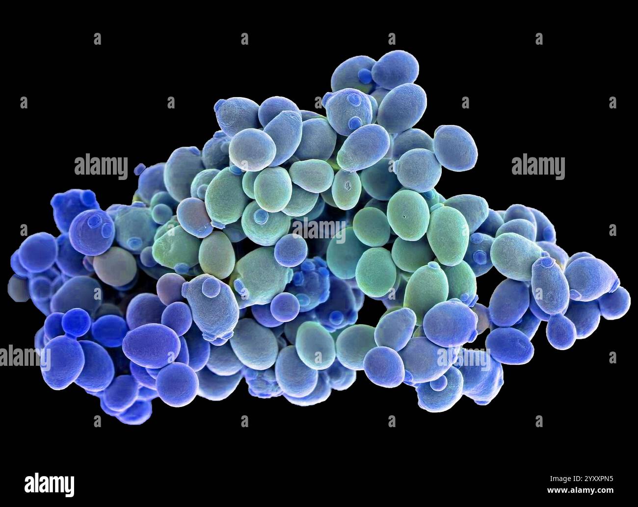 Candida yeast cells, SEM Stock Photo - Alamy