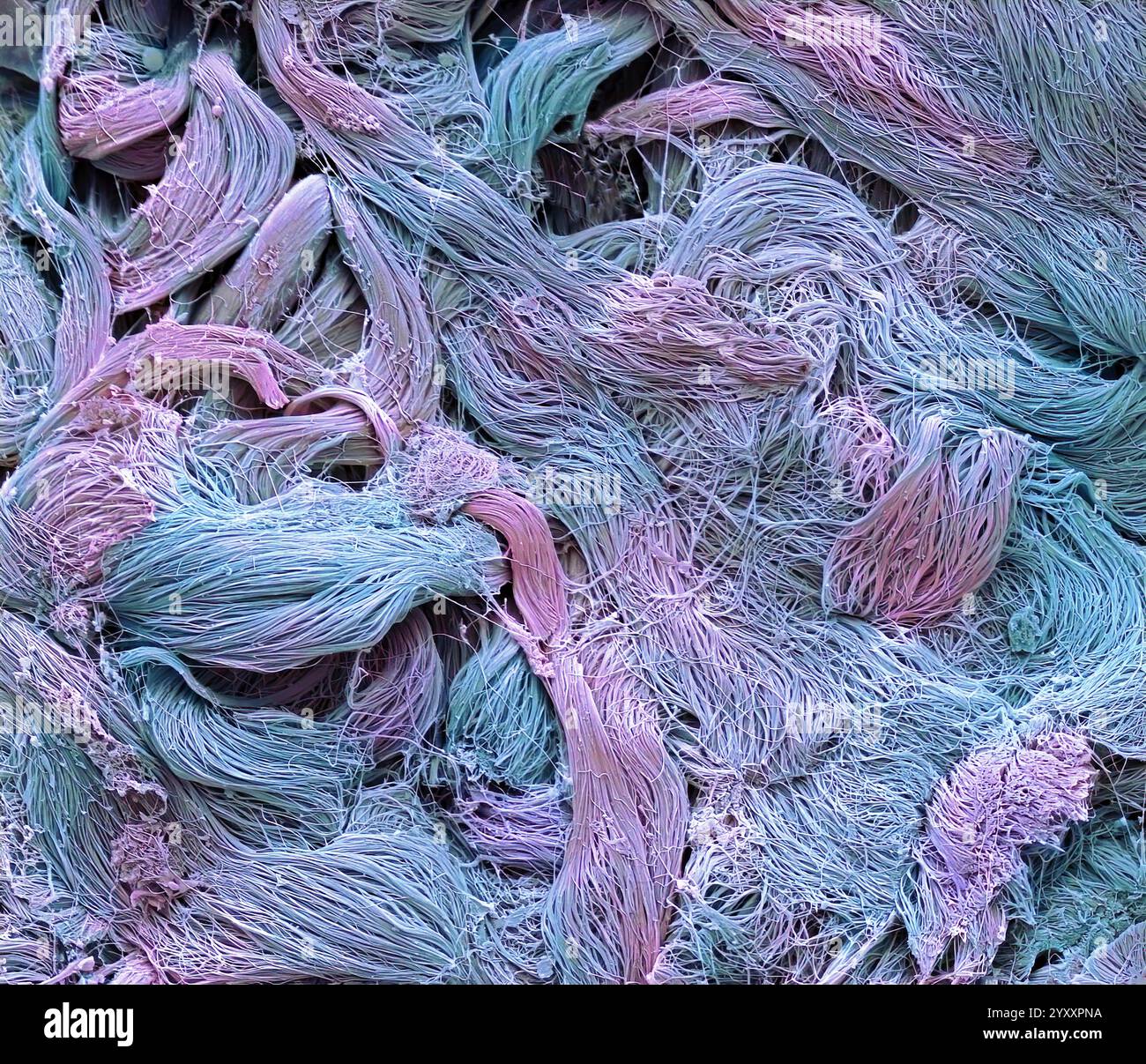 Connective tissue. Coloured scanning electron micrograph (SEM) of ...