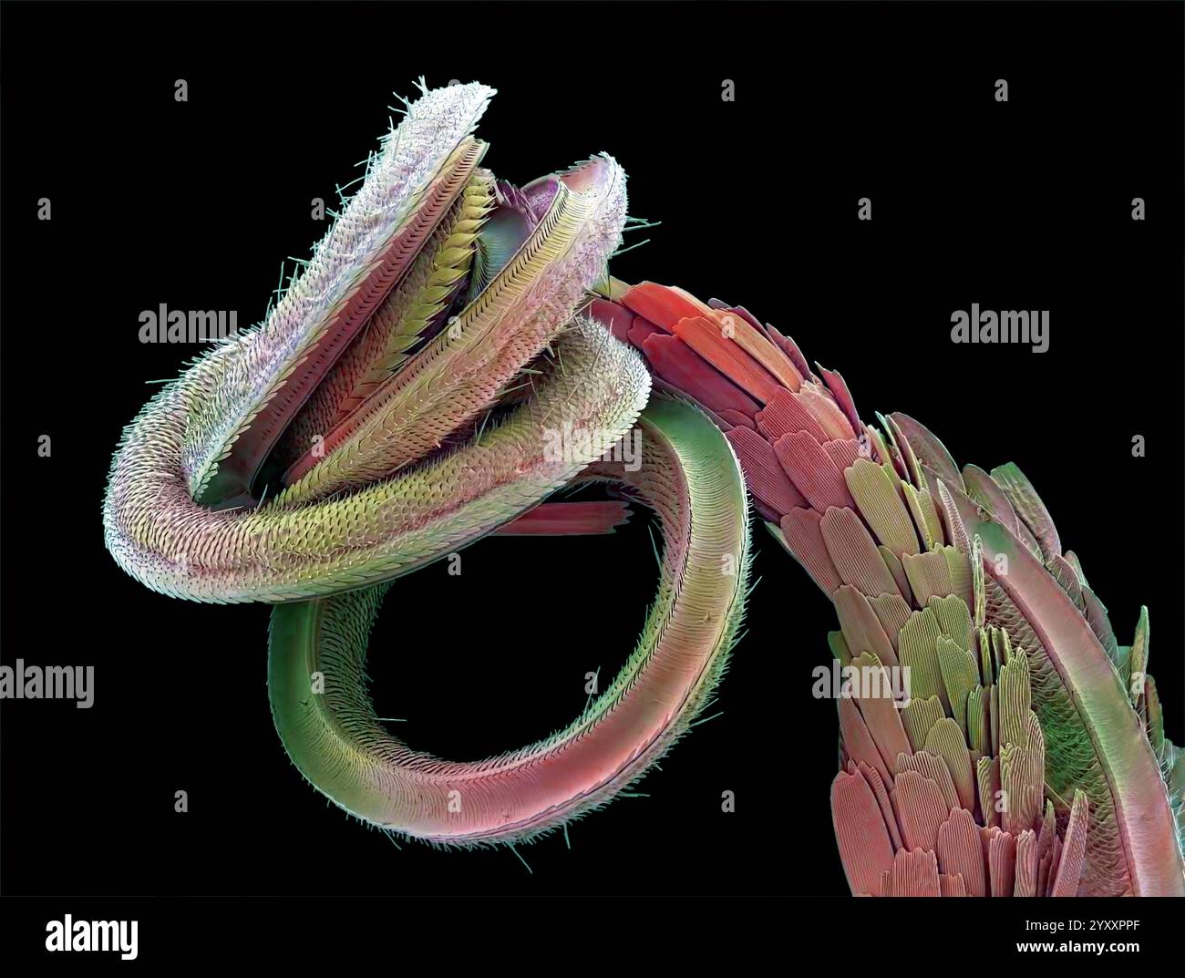 Moth proboscis. Coloured scanning electron micrograph (SEM) of the ...