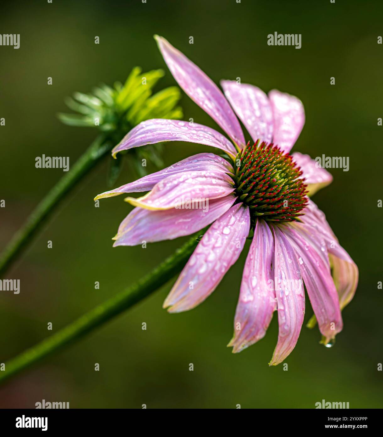 Echinacea purpurea 'Magnus' flower Stock Photo - Alamy