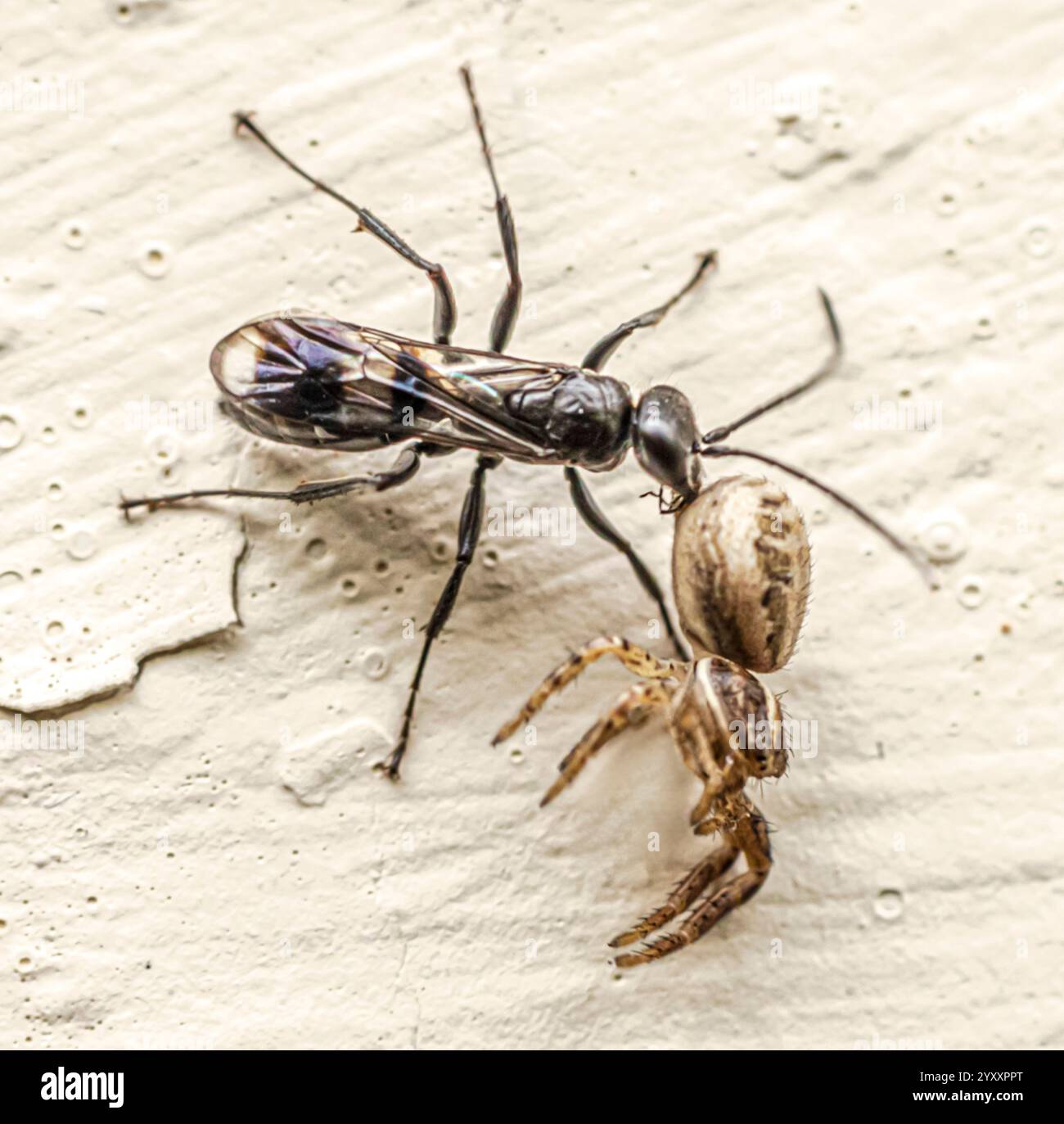 Spider hunting wasp (Auplopus carbonarius) with its prey. This wasp lays its eggs in a paralysed ...