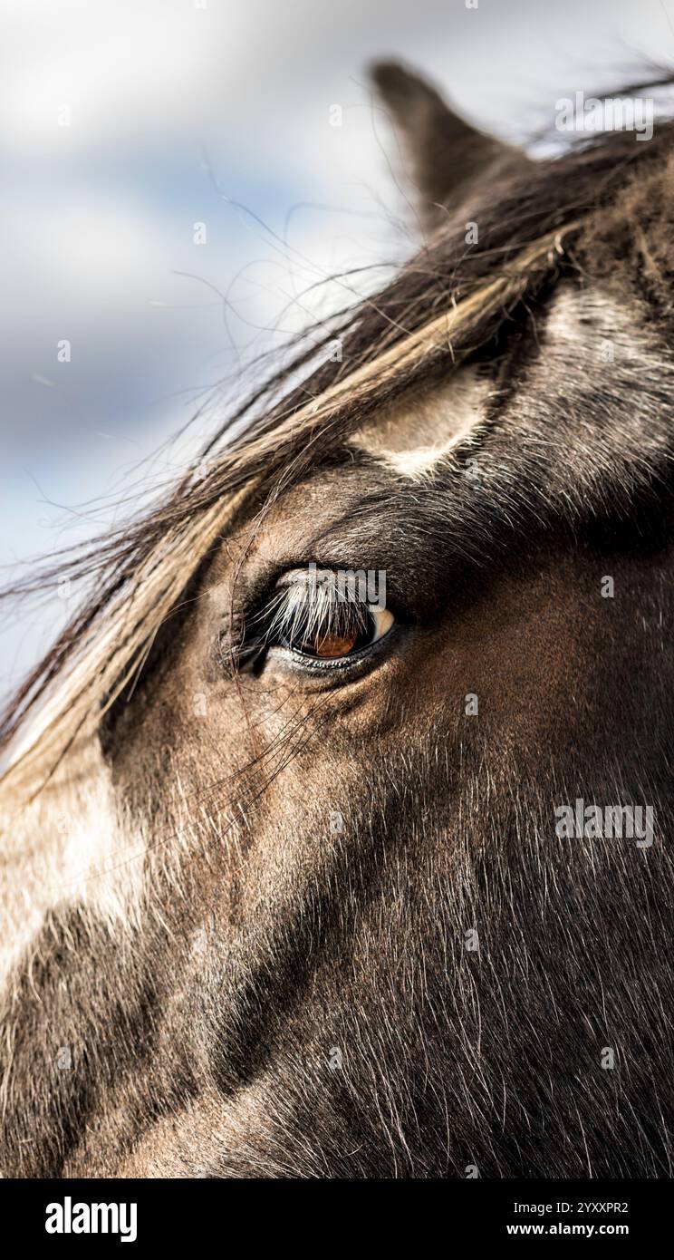 Horse (Equus sp.) eye Stock Photo - Alamy