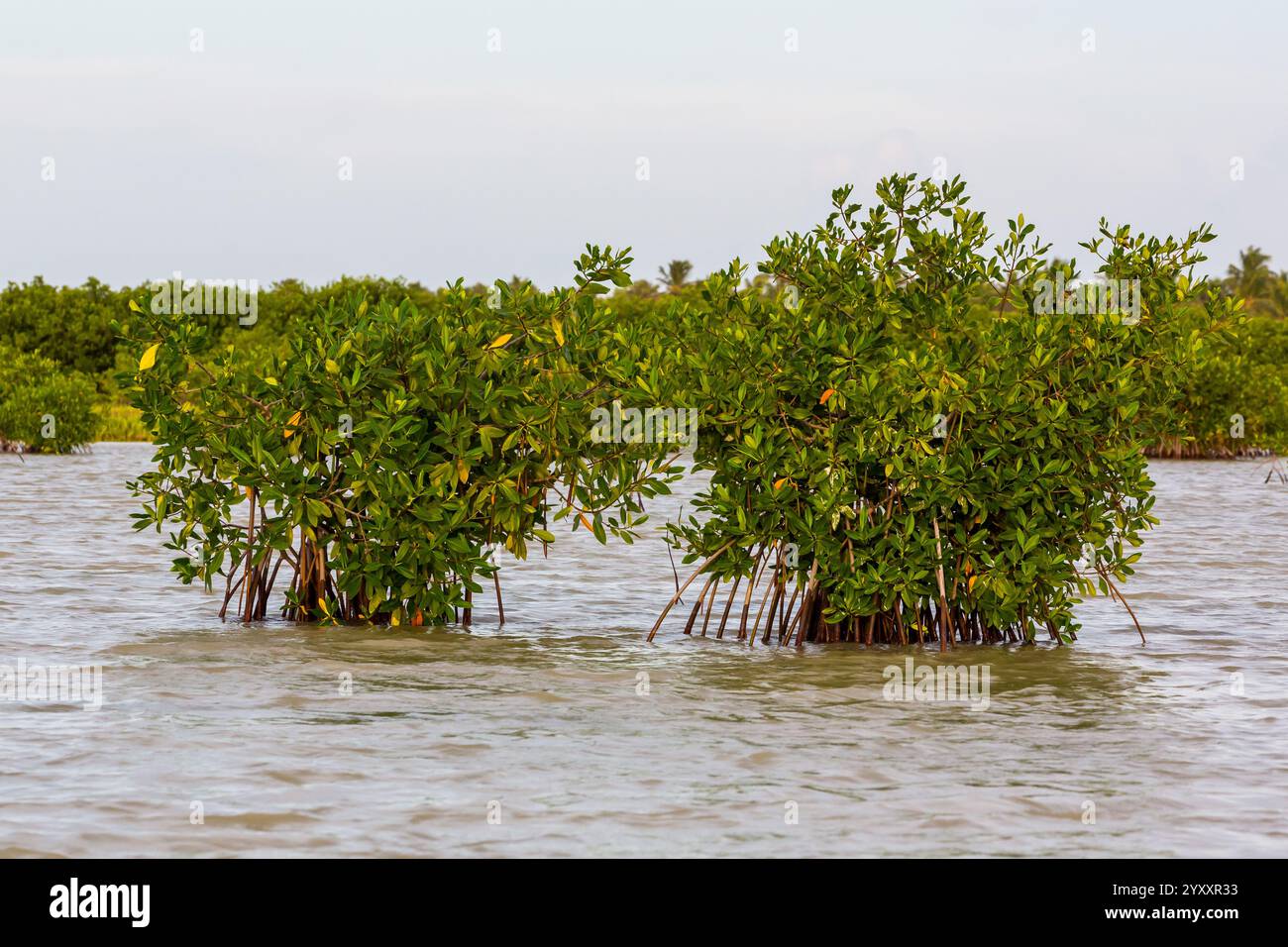Red mangrove (Rhizophora mangle) trees growing in the saline Lake ...