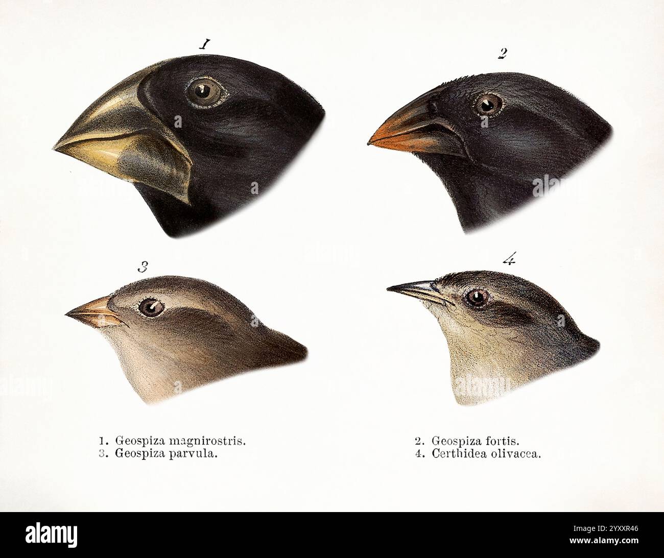 Illustration of the beaks of four finches from the Galapagos Islands ...