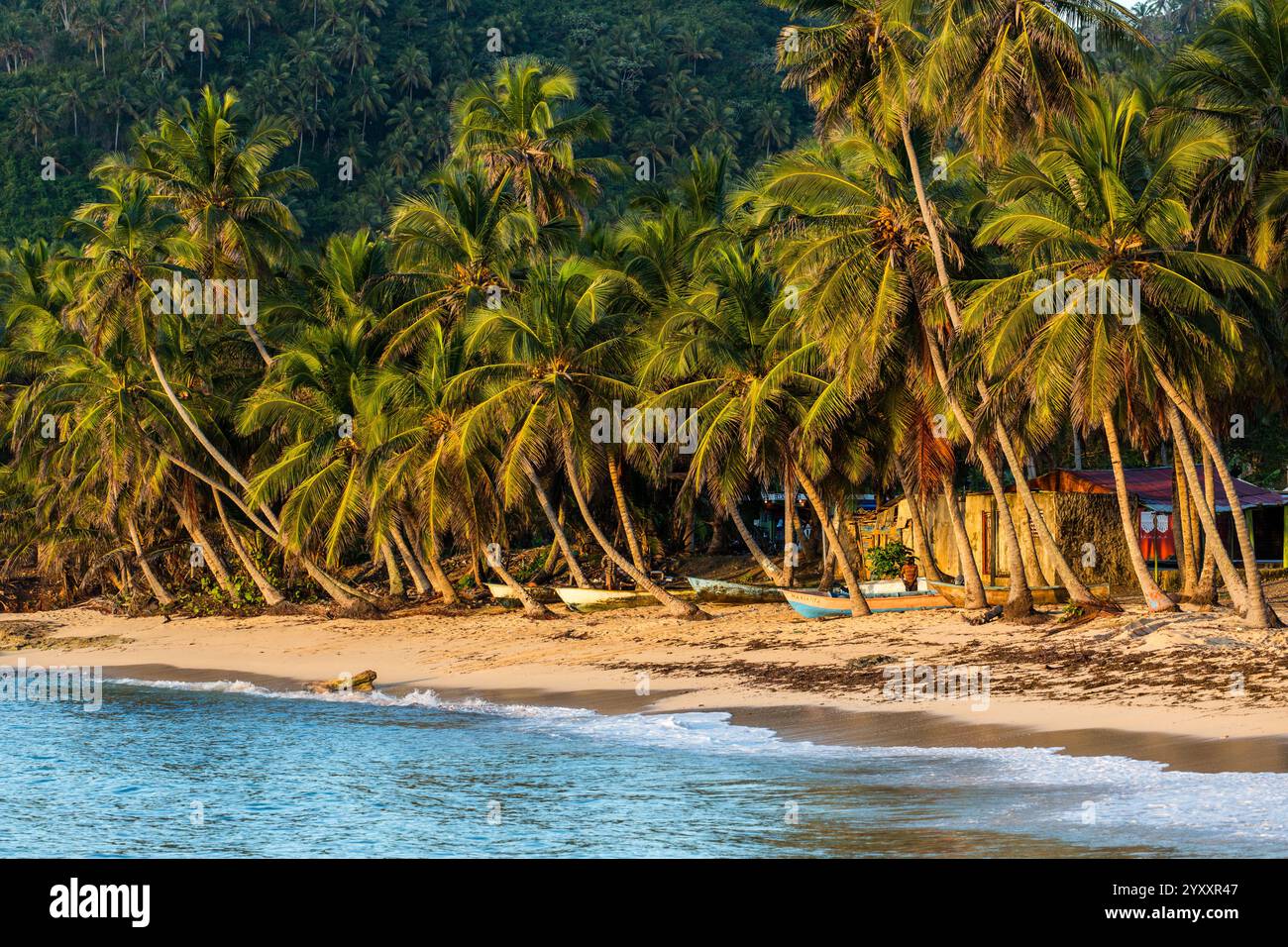 Palm trees on a tropical beach with fishing boats. Photographed near ...
