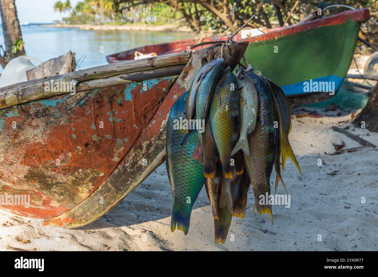 Fisherman's catch on a boat on the beach. Photographed at Bahia de Las ...